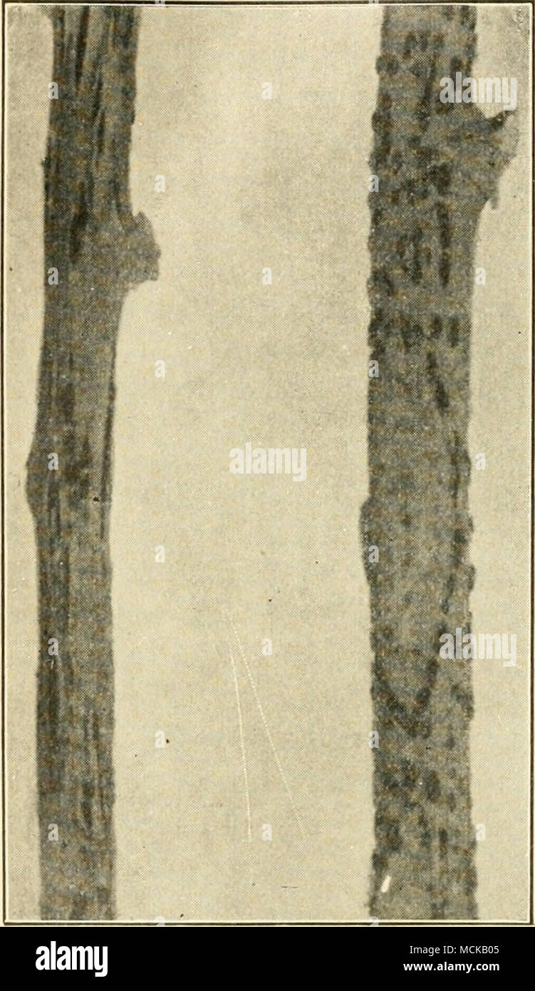 Stages of rust hi-res stock photography and images - Alamy