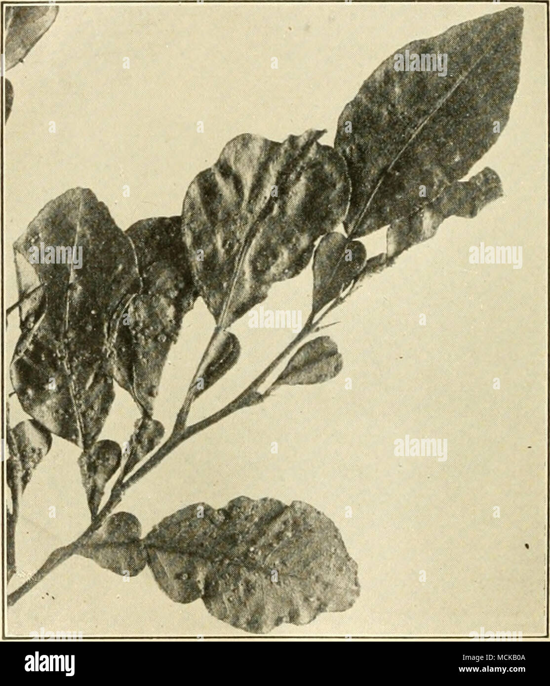 Citrus scab hi-res stock photography and images - Alamy