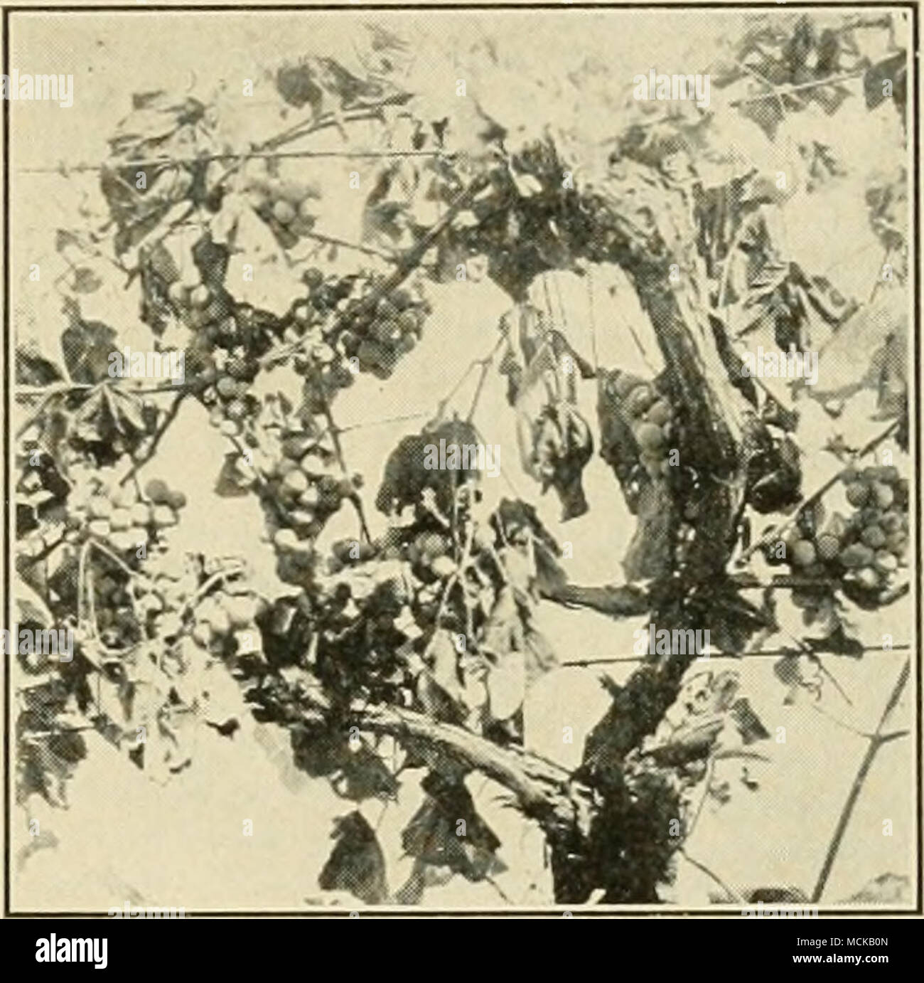 Root necrosis hi-res stock photography and images - Alamy