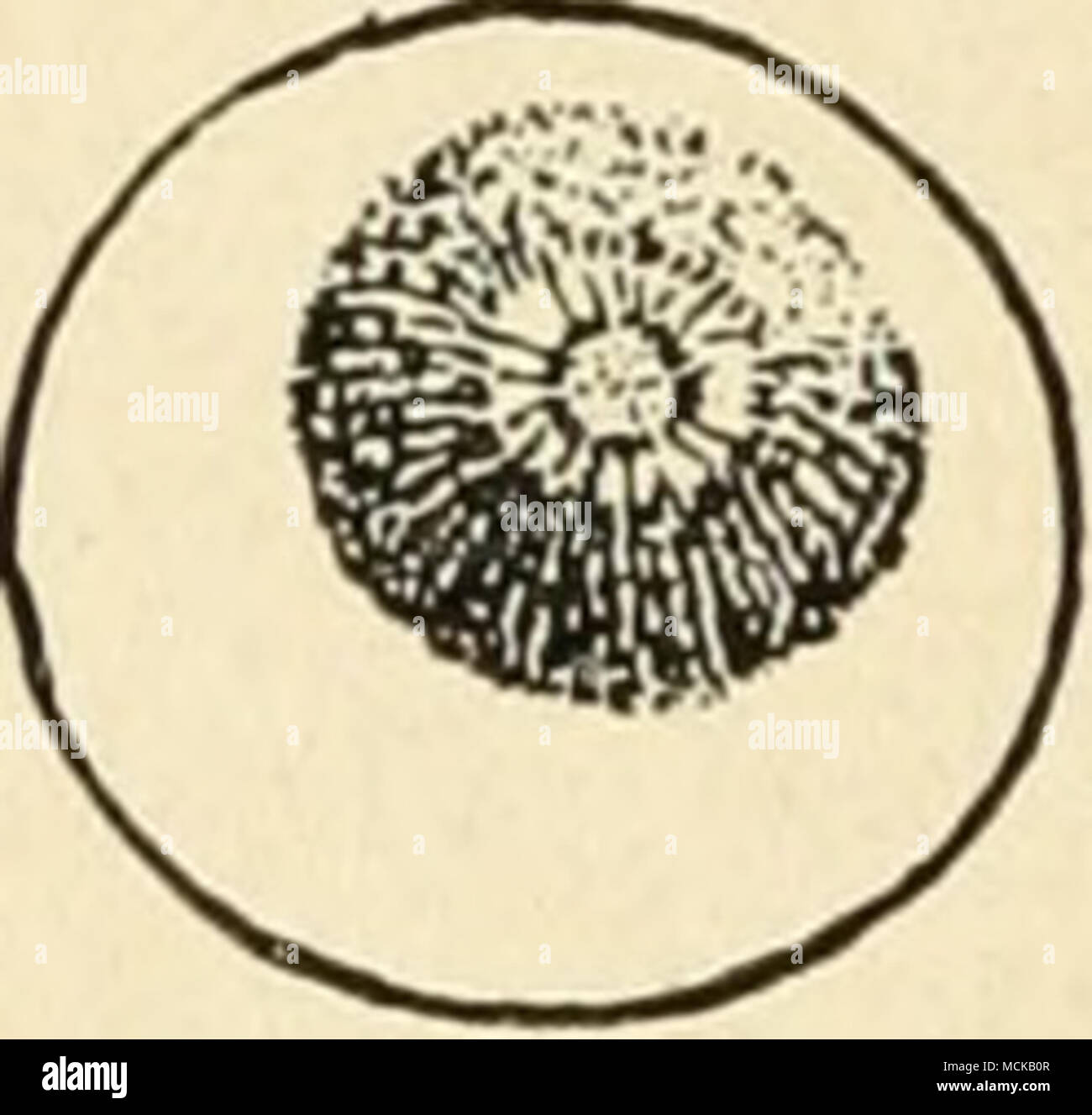8 concentric circles hi-res stock photography and images - Alamy