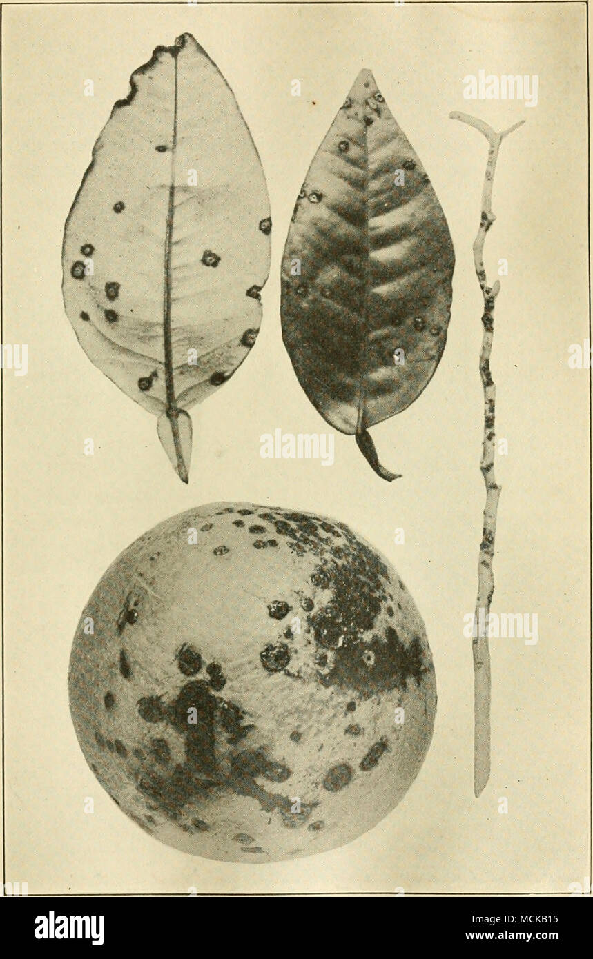 Citrus canker hi-res stock photography and images - Alamy