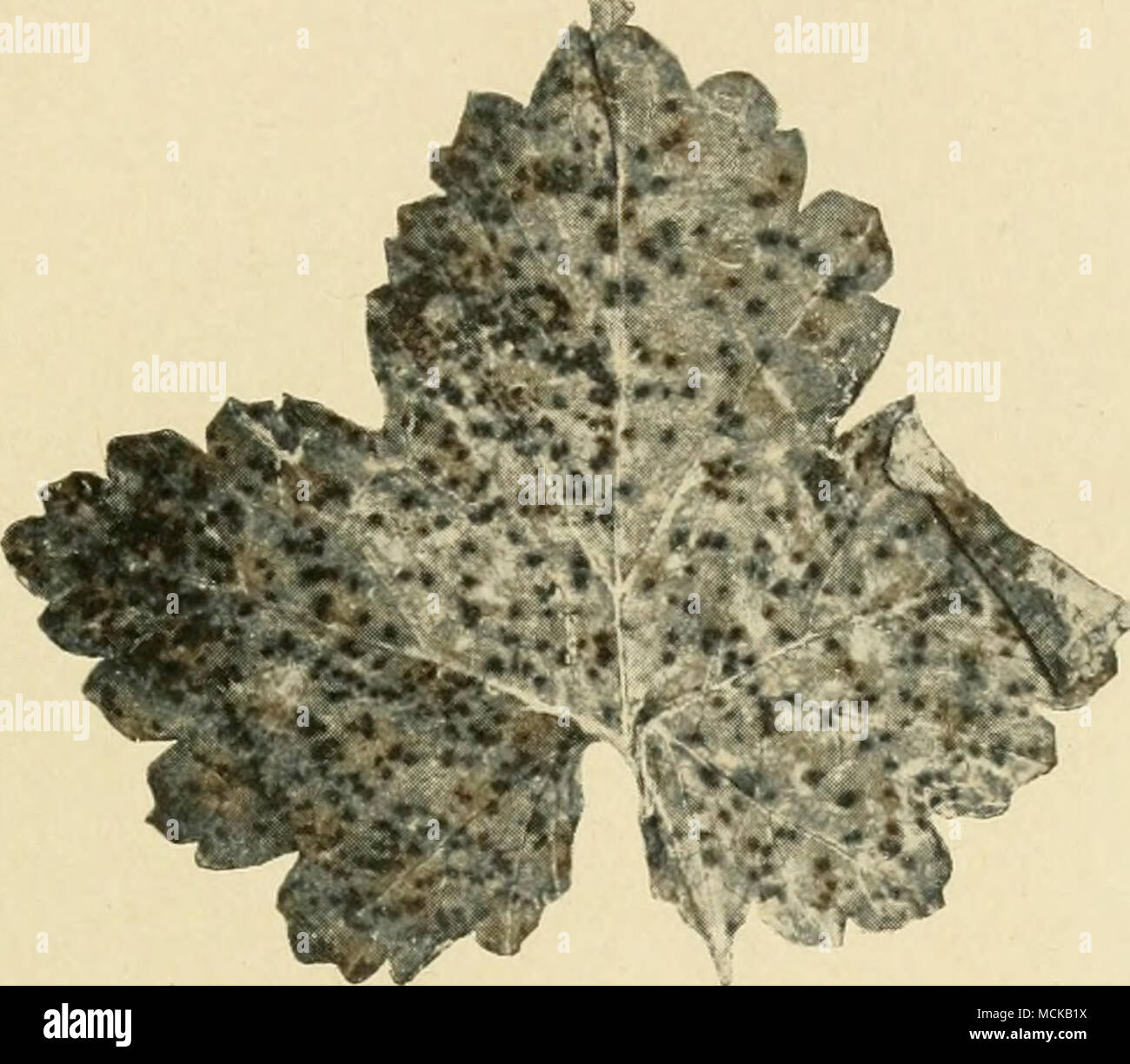 Anthracnose currant hi-res stock photography and images - Alamy