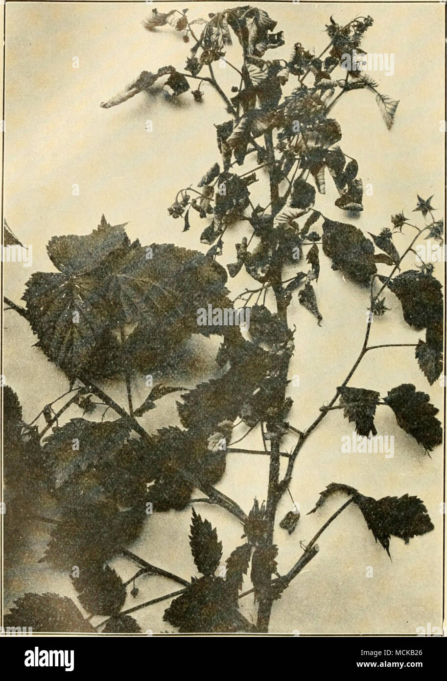 . Fig. 52. — H.aspberry cane-blight. After Stewart and Eustace Stock ...