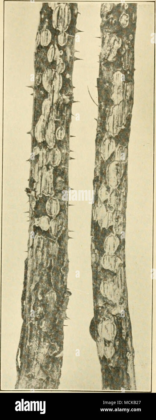 Sures hi-res stock photography and images - Alamy