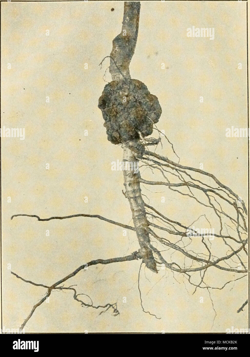 Crown gall disease hi-res stock photography and images - Alamy