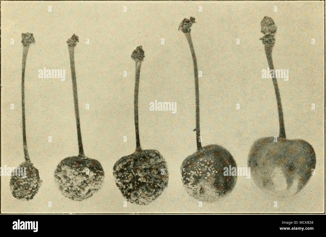 Leaf decay stages hi-res stock photography and images - Alamy