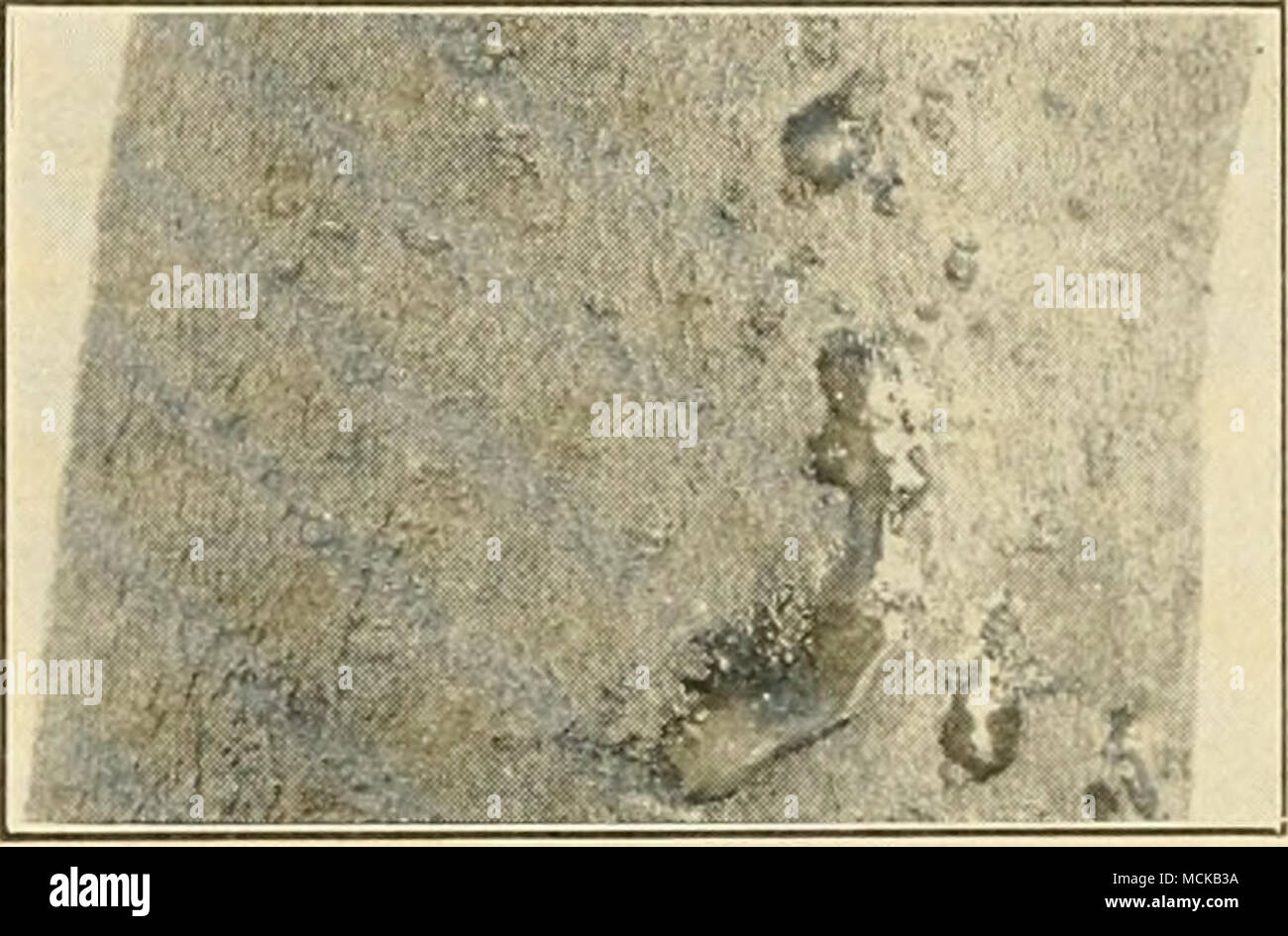 Teeming with insects hi-res stock photography and images - Alamy