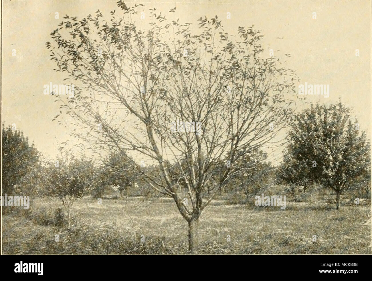 Defoliated plants hi-res stock photography and images - Alamy