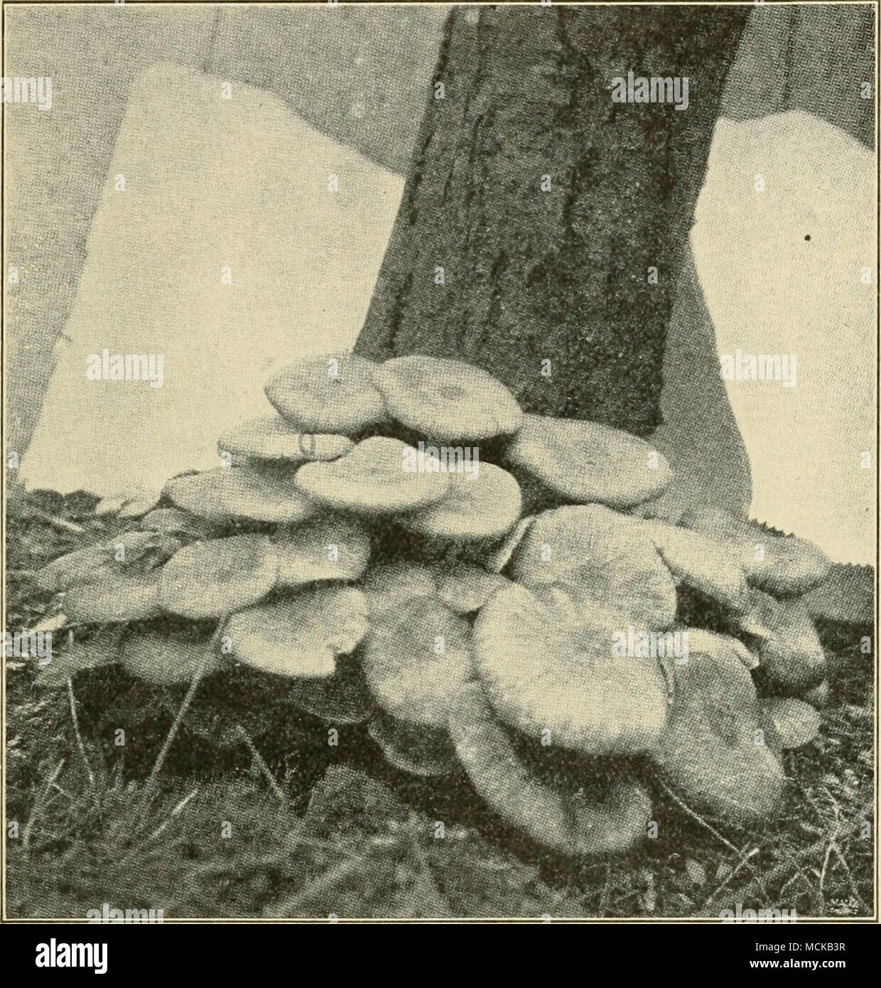 Cotton root rot hi-res stock photography and images - Alamy