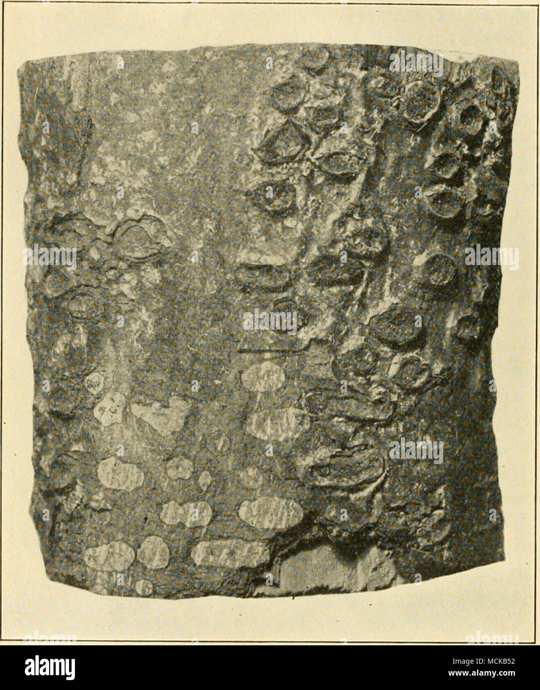 . Fig. 20. — Blister-canker. Some of the discs have been re- moved to ...