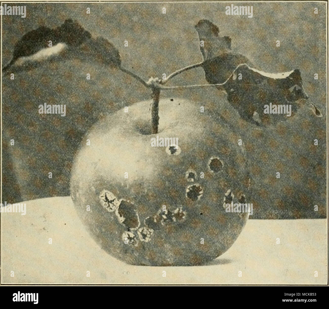 . FiG. 25. — Apple scab. After Craig. ing. The irritation and ...
