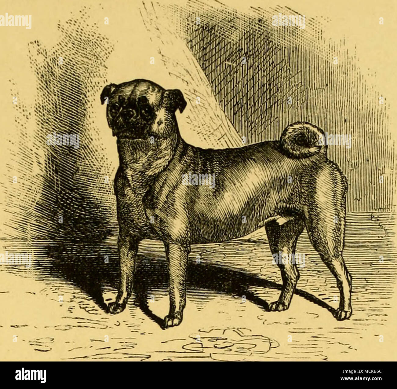 What Did Pugs Look Like Before We Deformed Them? Quora | atelier-yuwa ...