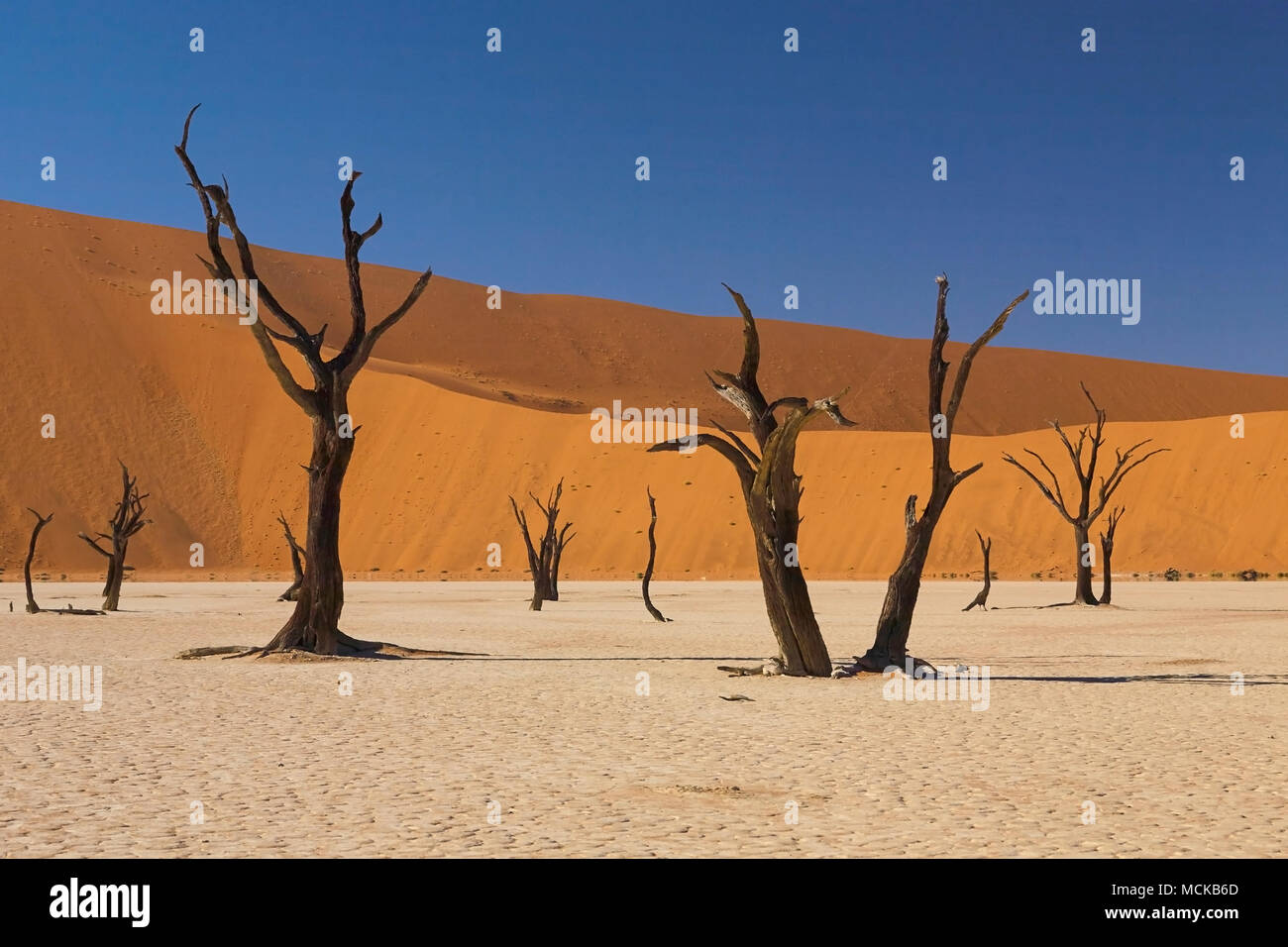 Trees of the Dead Vlei Stock Photo - Alamy