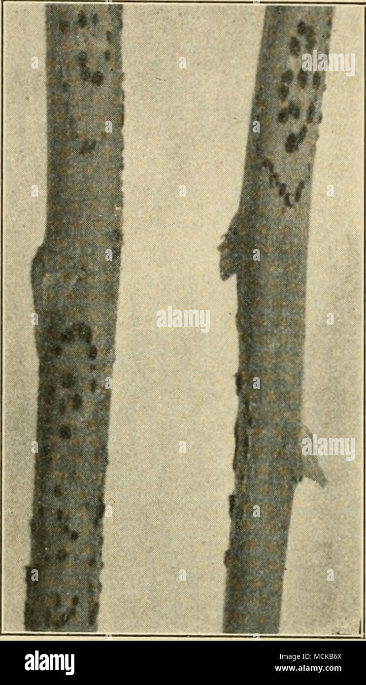 . Sori of rust of asparagus. Original Stock Photo - Alamy