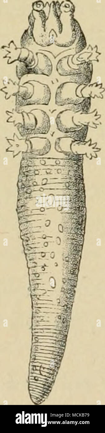 Lorum hi-res stock photography and images - Alamy