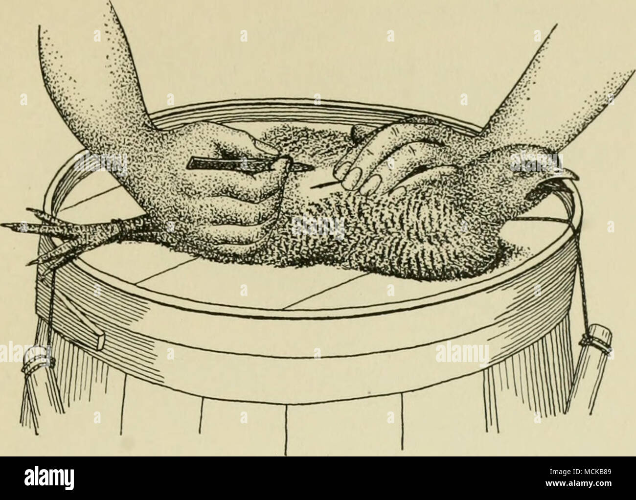 Skin pulled back hi-res stock photography and images - Alamy