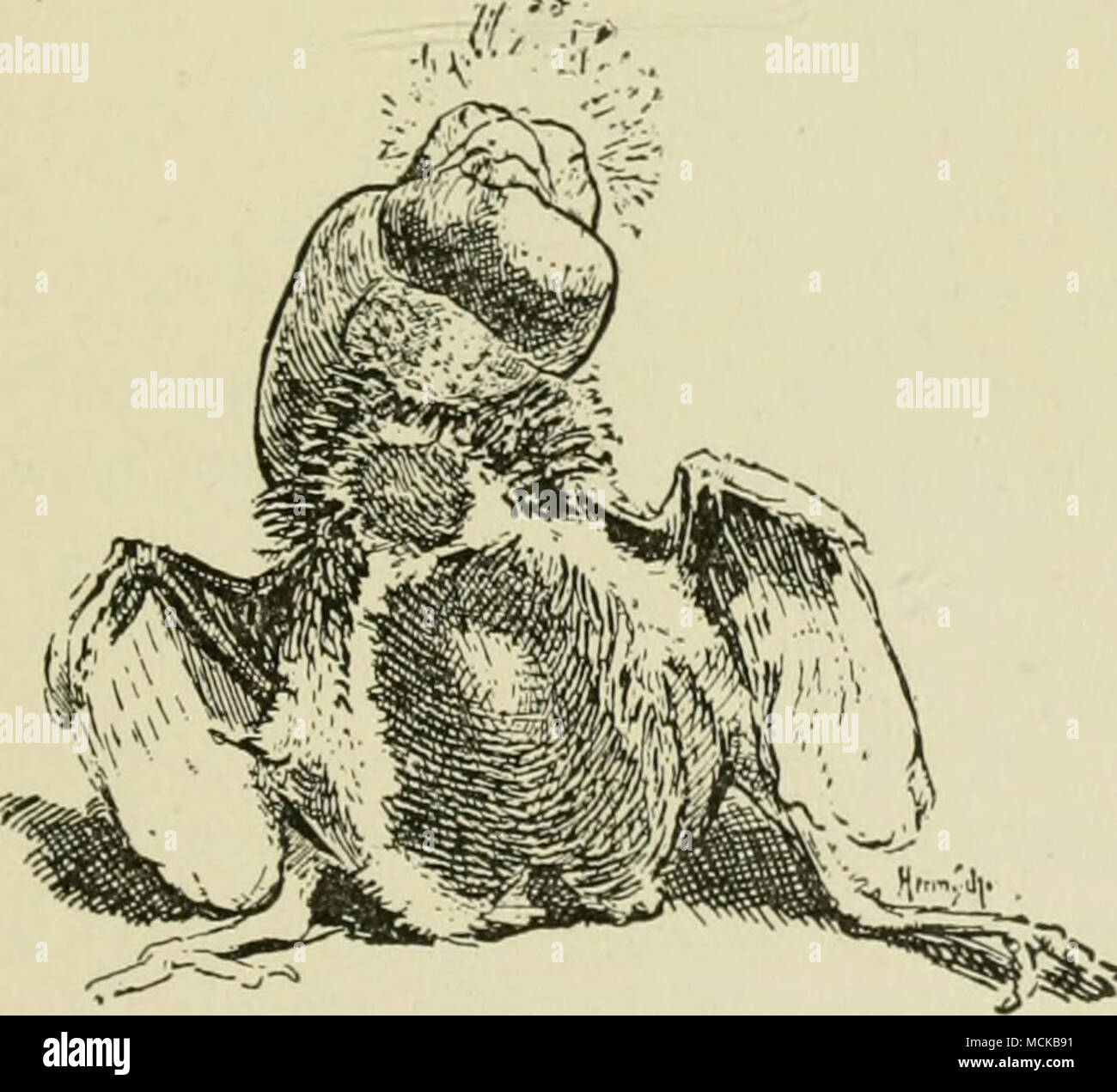 . Fig. 56. A young canary bird with em- physema of the skin. (Klee ...