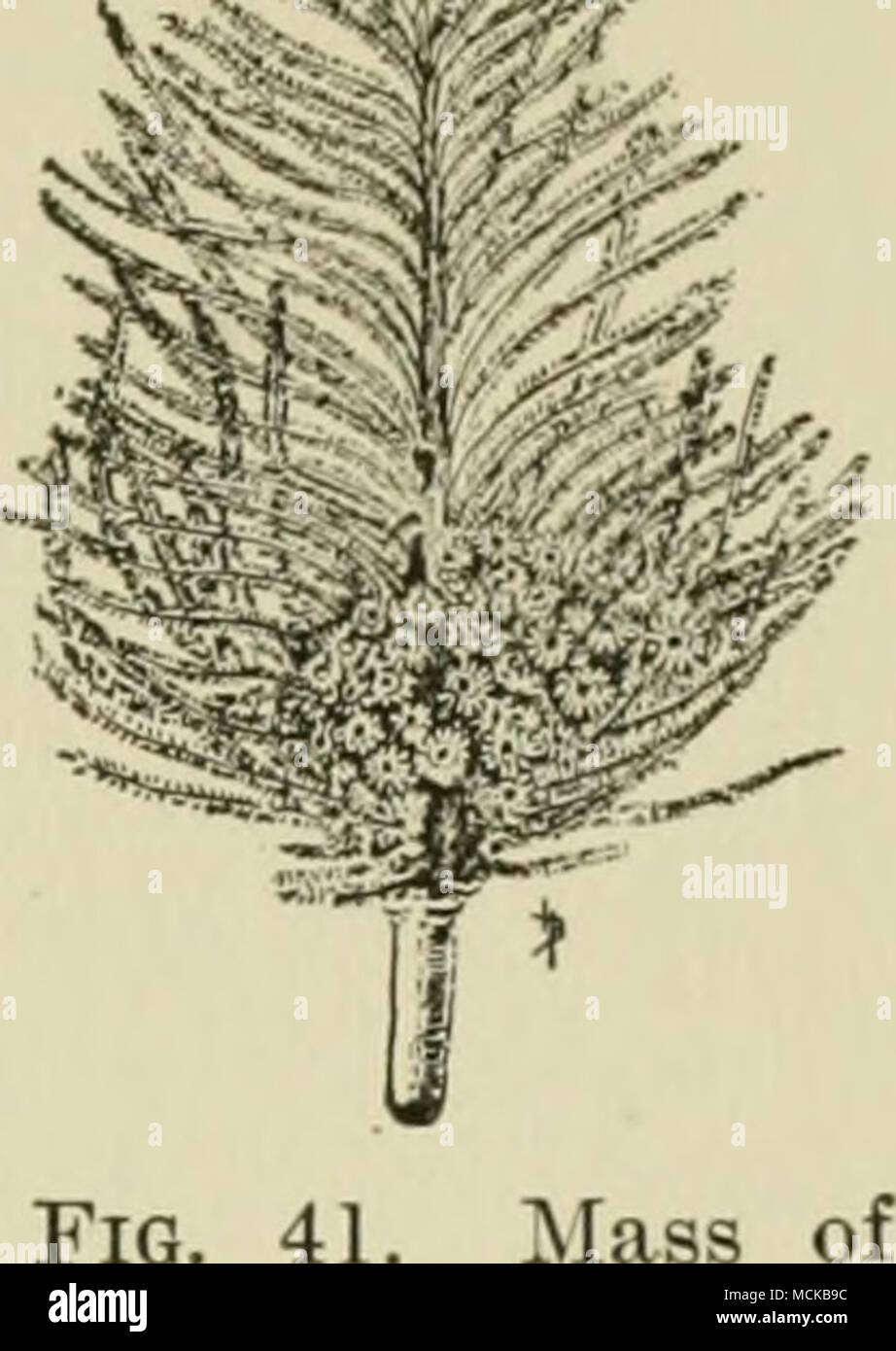 Dust lice hi-res stock photography and images - Alamy