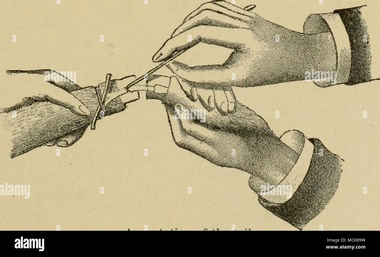 . Amputation of the tail. Exarticulation. Separate the soft parts ...