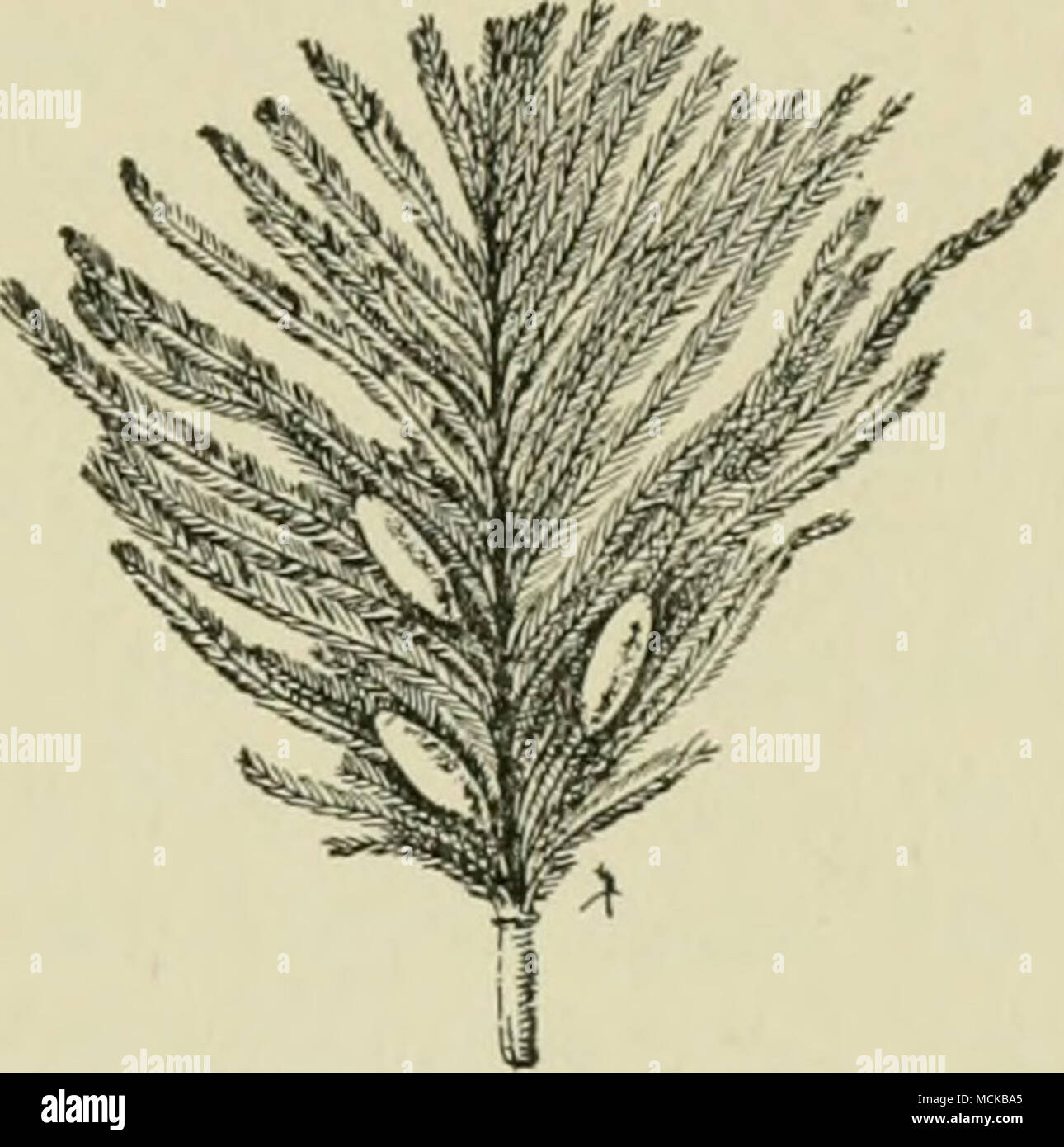 . Fig. 39. Eggs of the head louse (Lipeurus hetero- firaphi(s) on ...