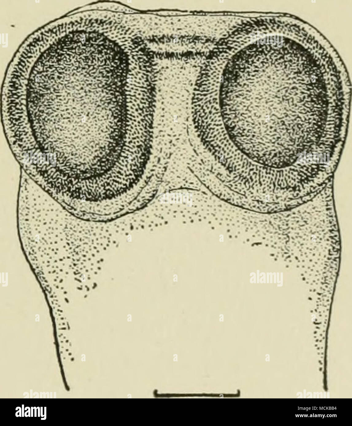 . FiG. 26. Head of Davainea echinohothrida. Enlarged. (Ransom Stock ...