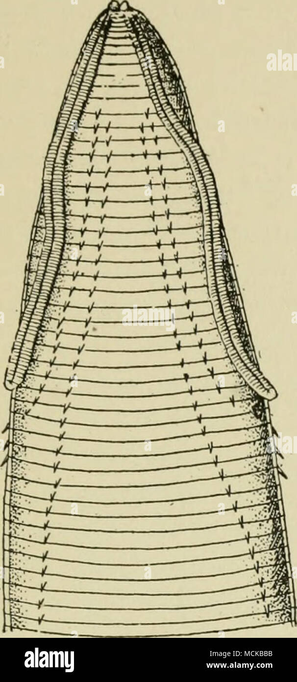. Fig. 21. Dispharagus uncinatus. Dorsal view of anterior ex- tremity ...