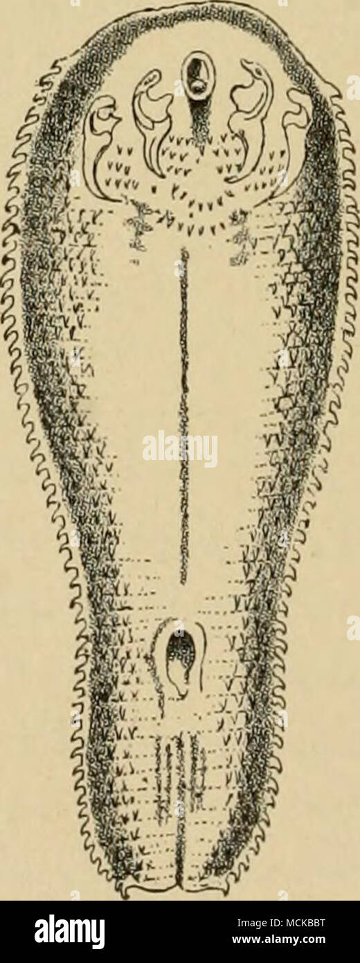 . Pentastoma denticulum. tion of the mucous membrane. This tsenia-like ...