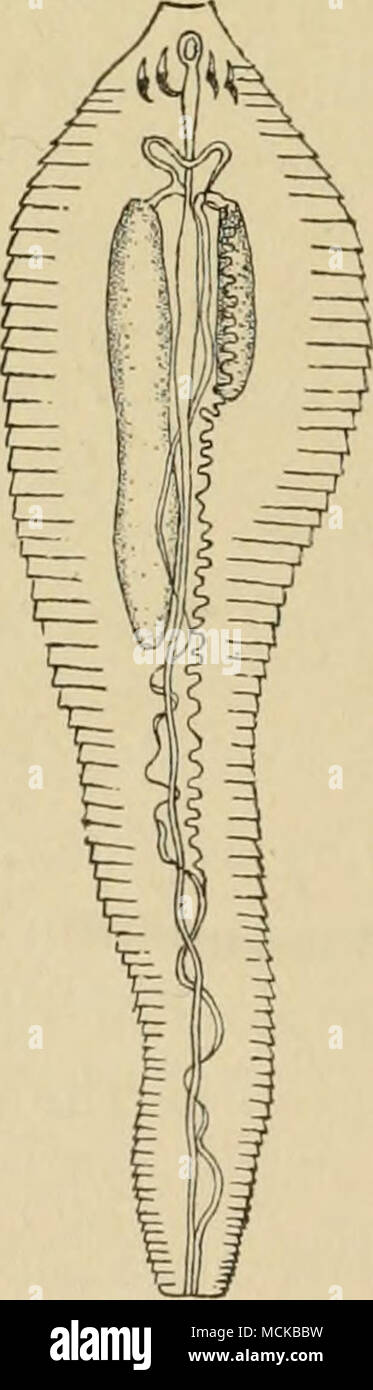 . Pentastoma tsenioides Stock Photo - Alamy