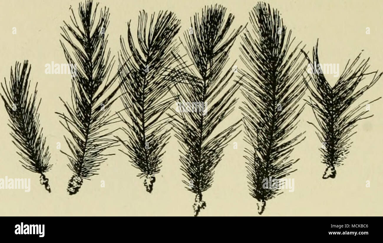 . Fig. 12. Deposit of crusts on quills of feathers occurring in favus ...