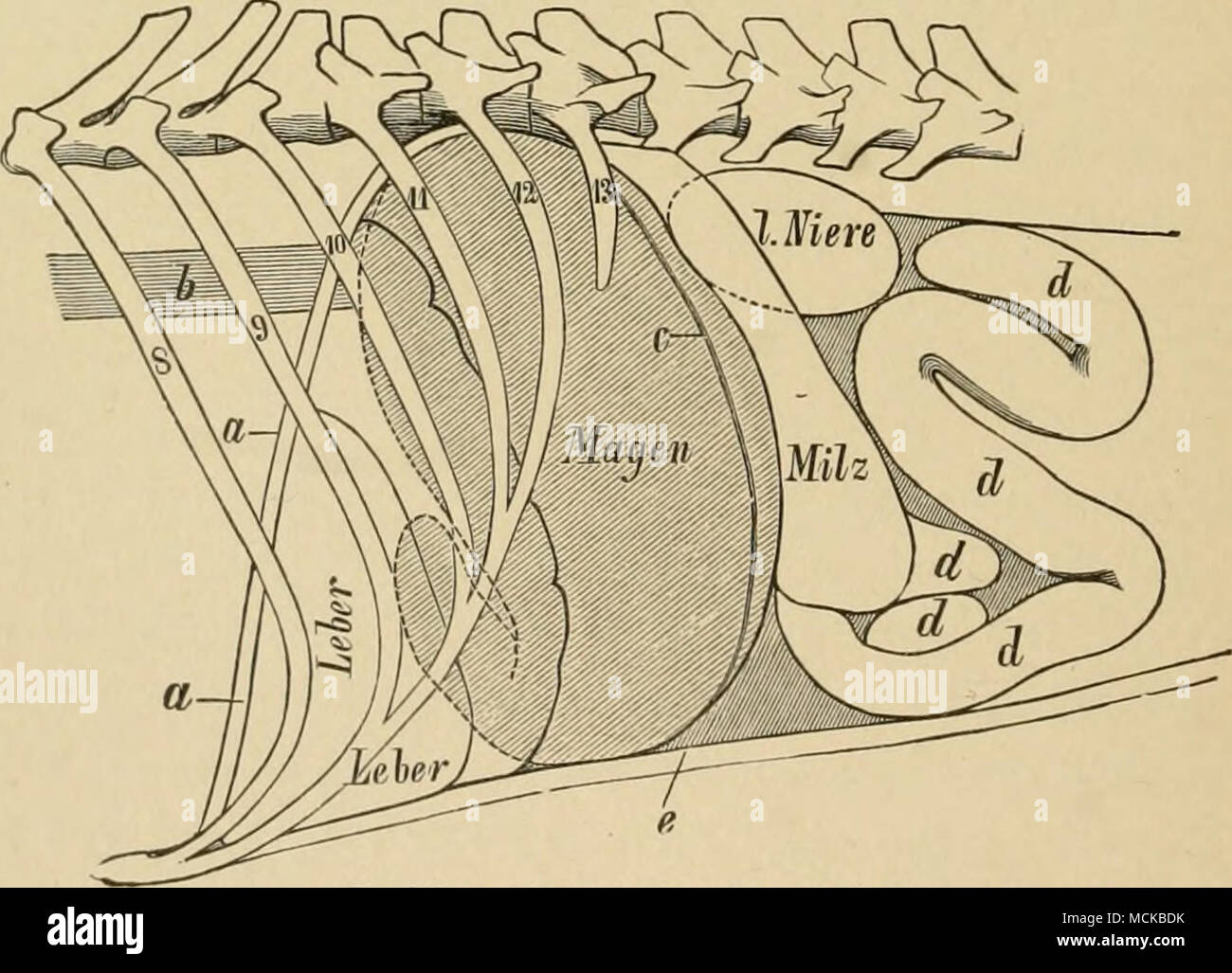 Pyloric High Resolution Stock Photography and Images - Alamy