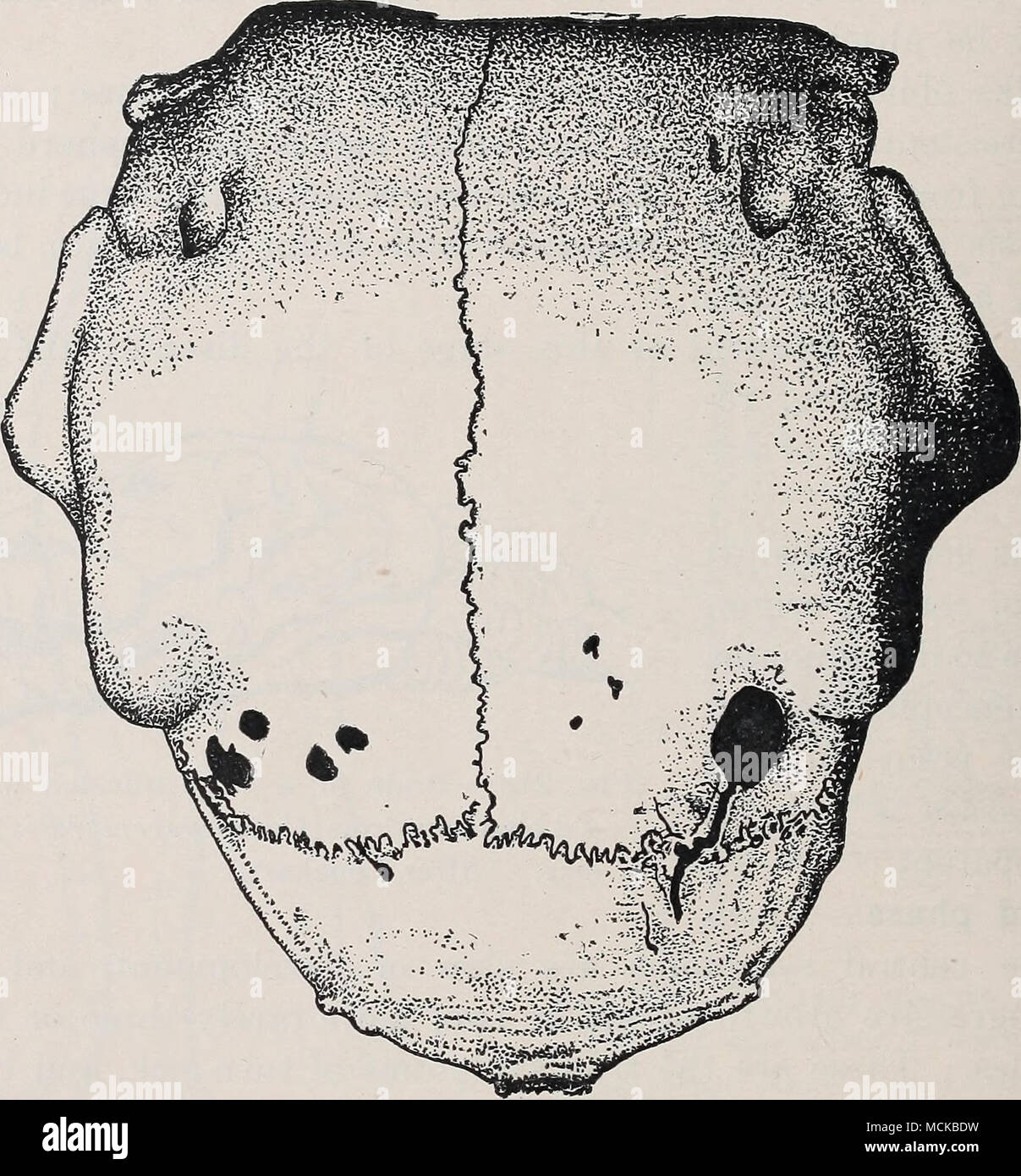 . Fig. 219.—fciheep's skull, the hind portion thin and perforated, due ...