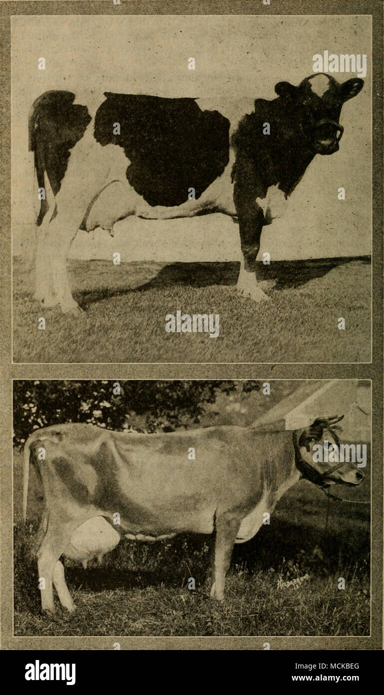 . PRIZE WINNING MILCH COW Stock Photo - Alamy