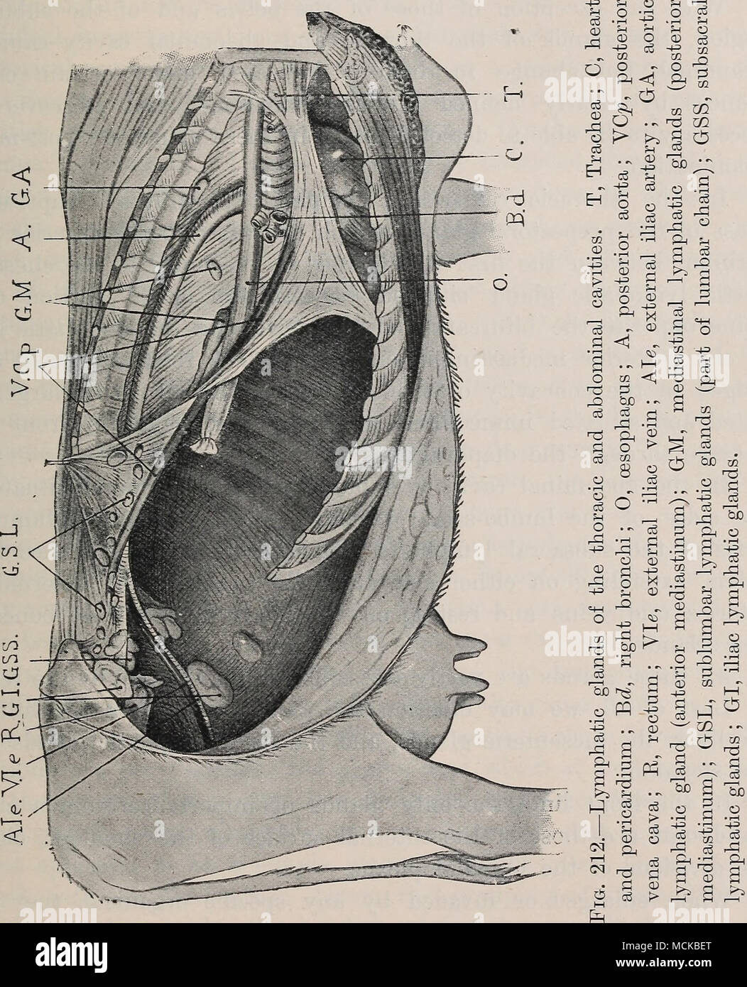 . detect lymphatic glands in the loose fold of skin known as the flank ...