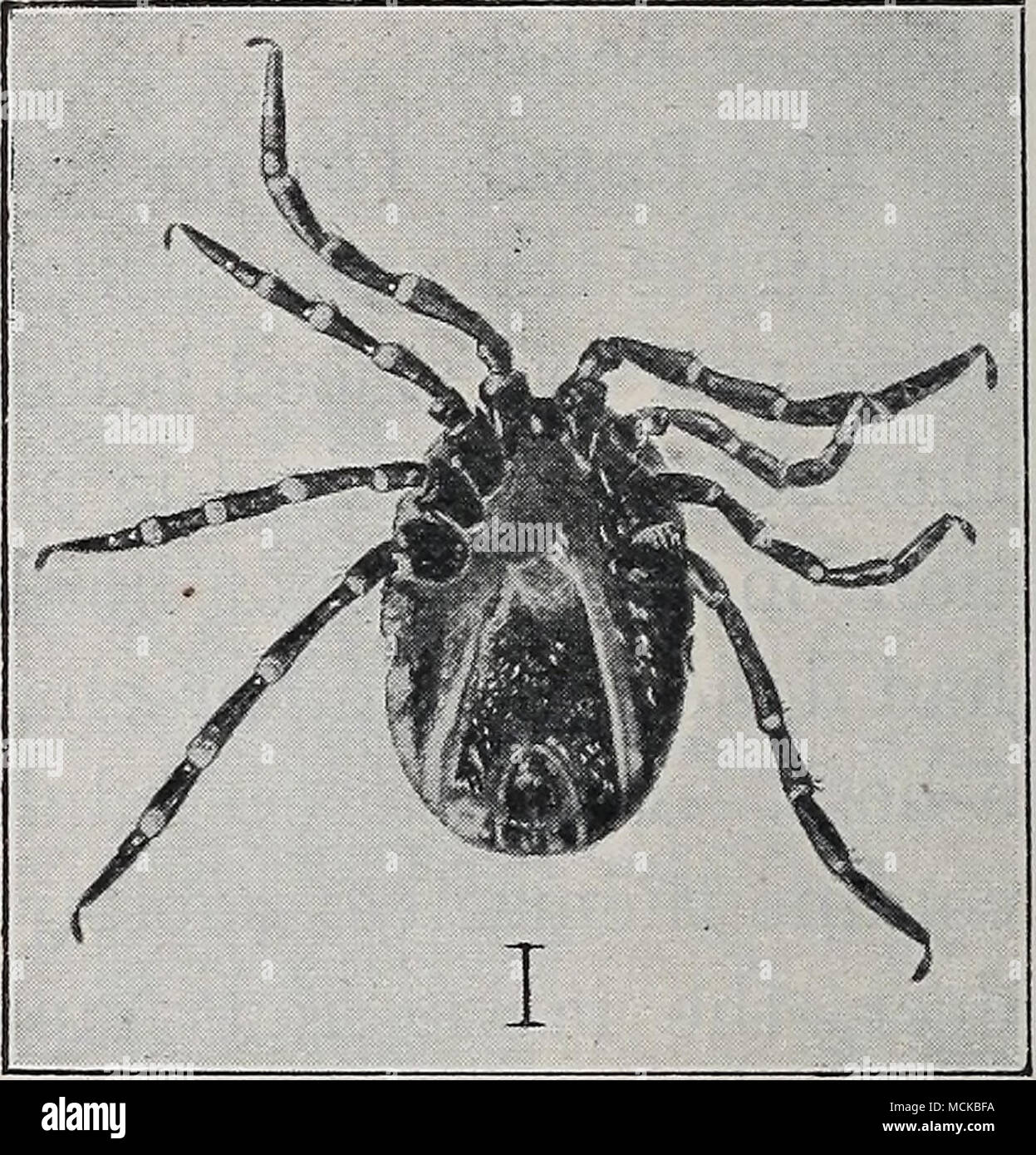 Tick eggs hi-res stock photography and images - Alamy