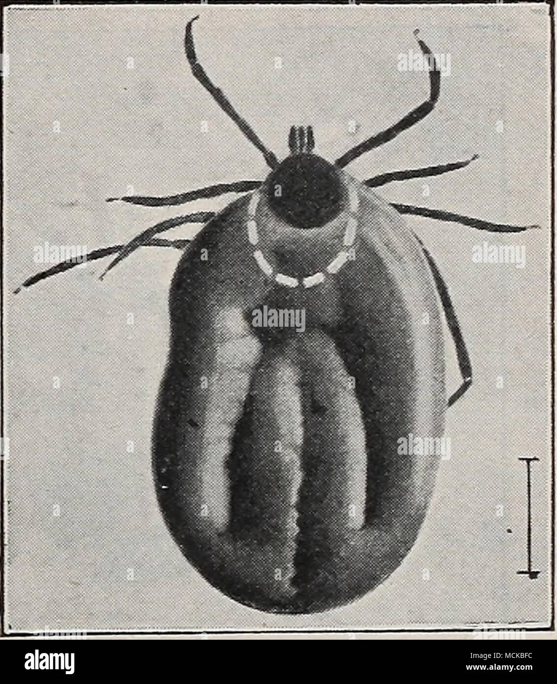 . Fig. 202.—Partially dis- tended female. The dotted white line repre ...