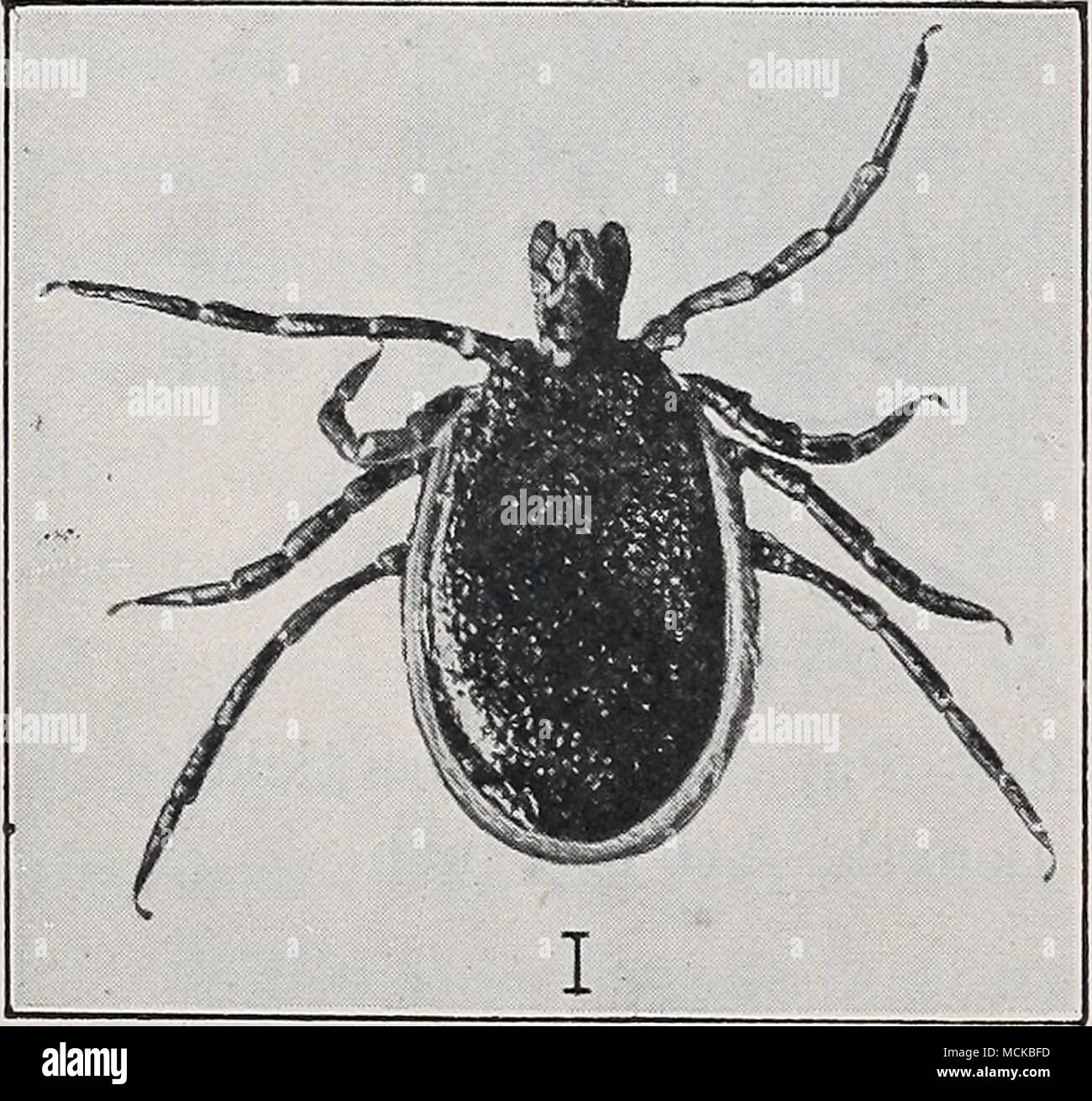 . Fig. 200.—Adult male of the grass tick. Length, ^th of 1 mch Stock ...