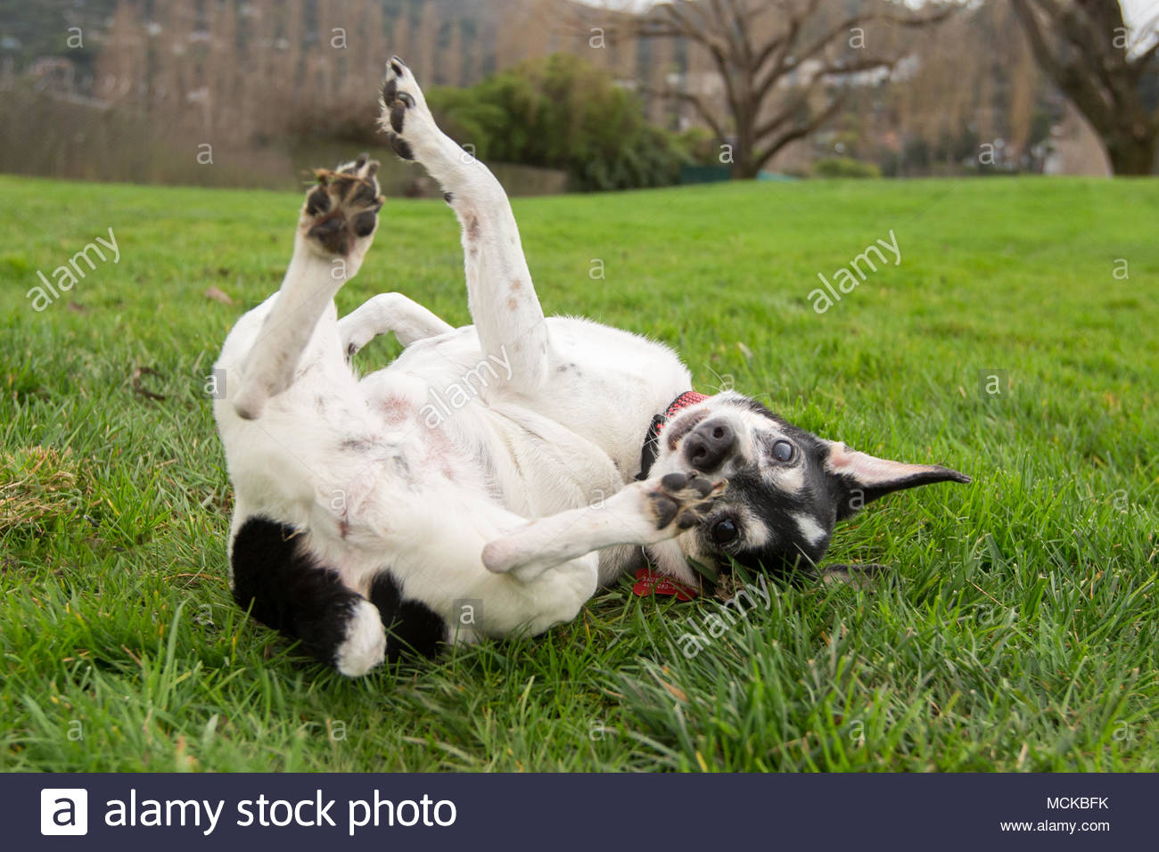 Dog Rolling In The Grass Stock Photos & Dog Rolling In The Grass Stock ...