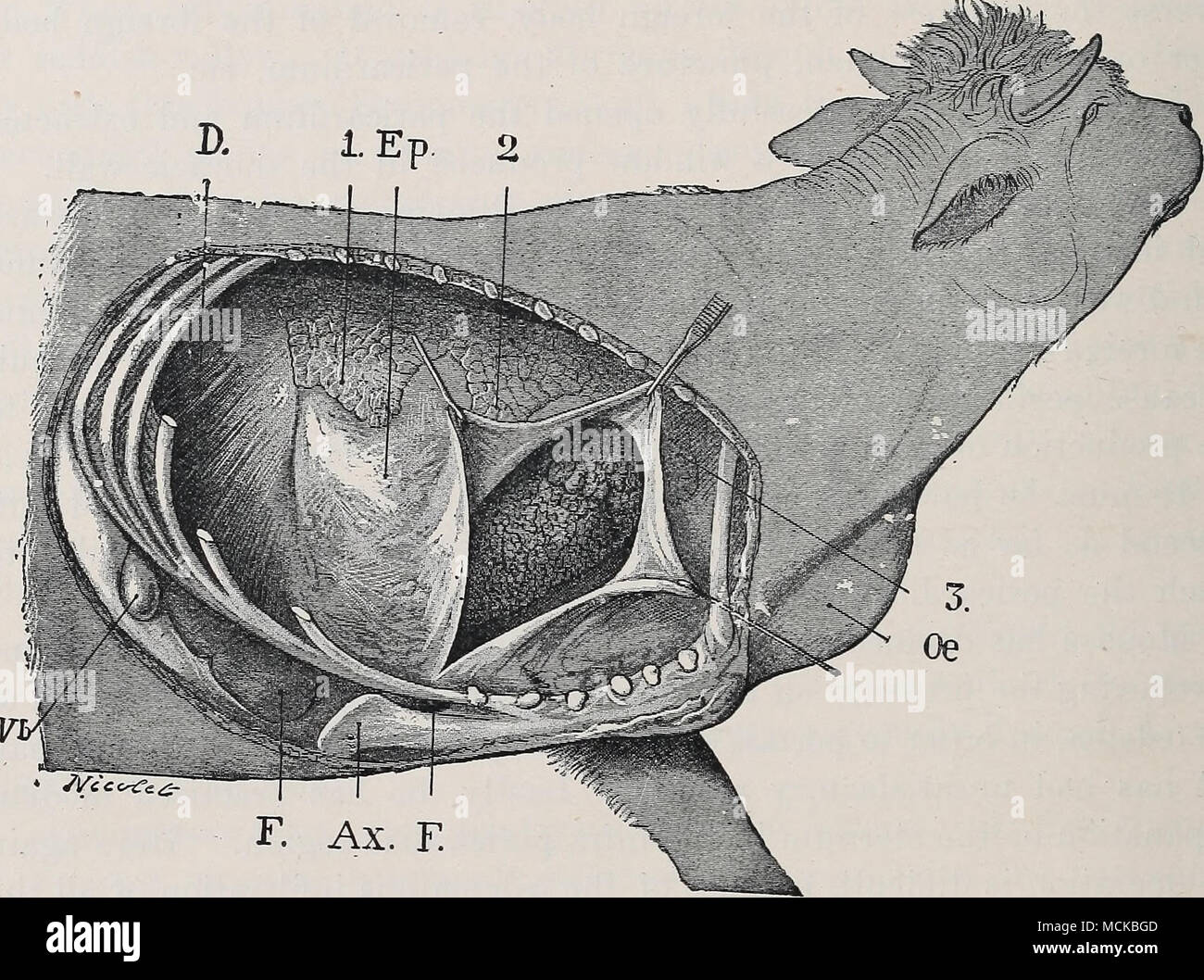 . F. Ax. F. Fig. 177.—Lesions of exudative pericarditis produced by a ...
