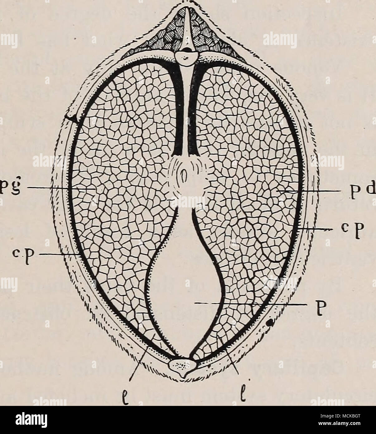 . Fig. 173.—Schema of a section through the chest opposite the heart ...
