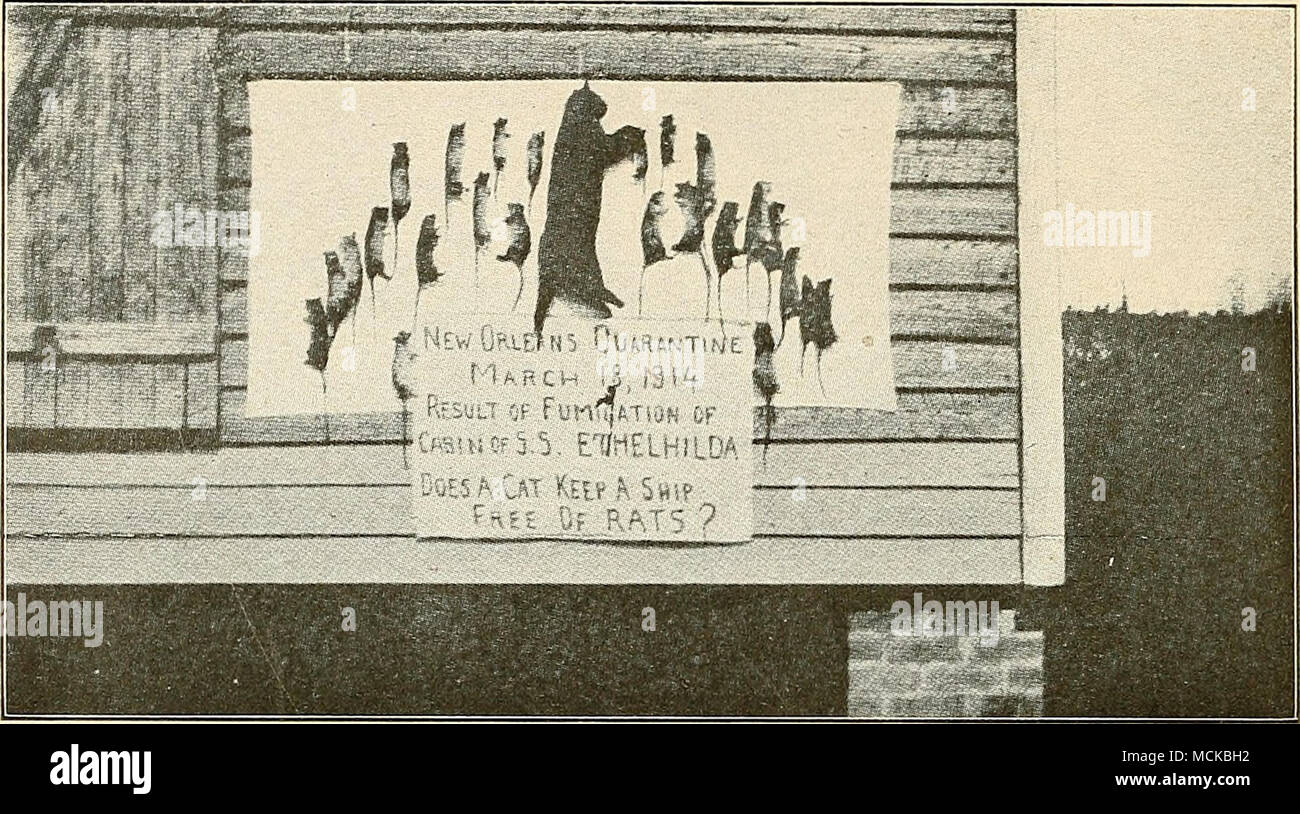 . Fig. 1. — An Illustration of the Inefficiency of the Cat as a ...