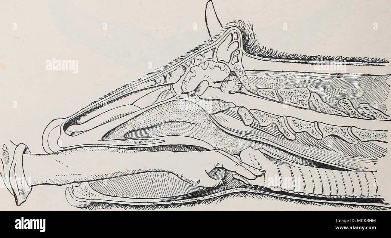 . Fig. 165.—Manual examination of the larj^nx in the ox. pharyngeal ...