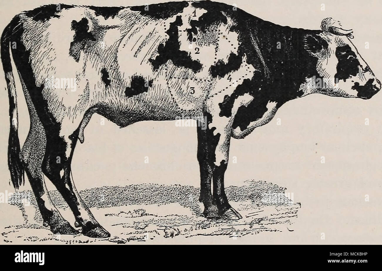 . Fig. 166.—The areas over which auscultation of the chest may be ...