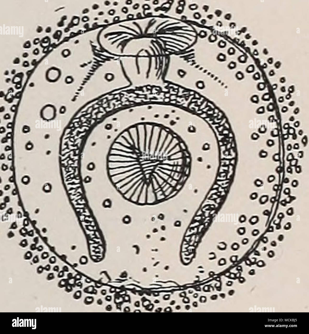 . Fig-. 155.—Isolated en- cj^sted cercaria of the common liver fluke ...