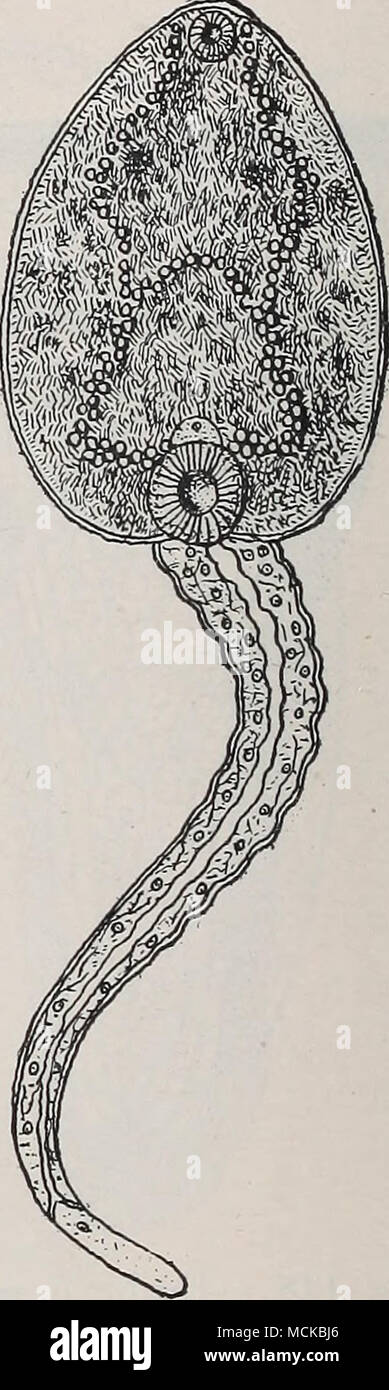 Miracidium hi-res stock photography and images - Alamy