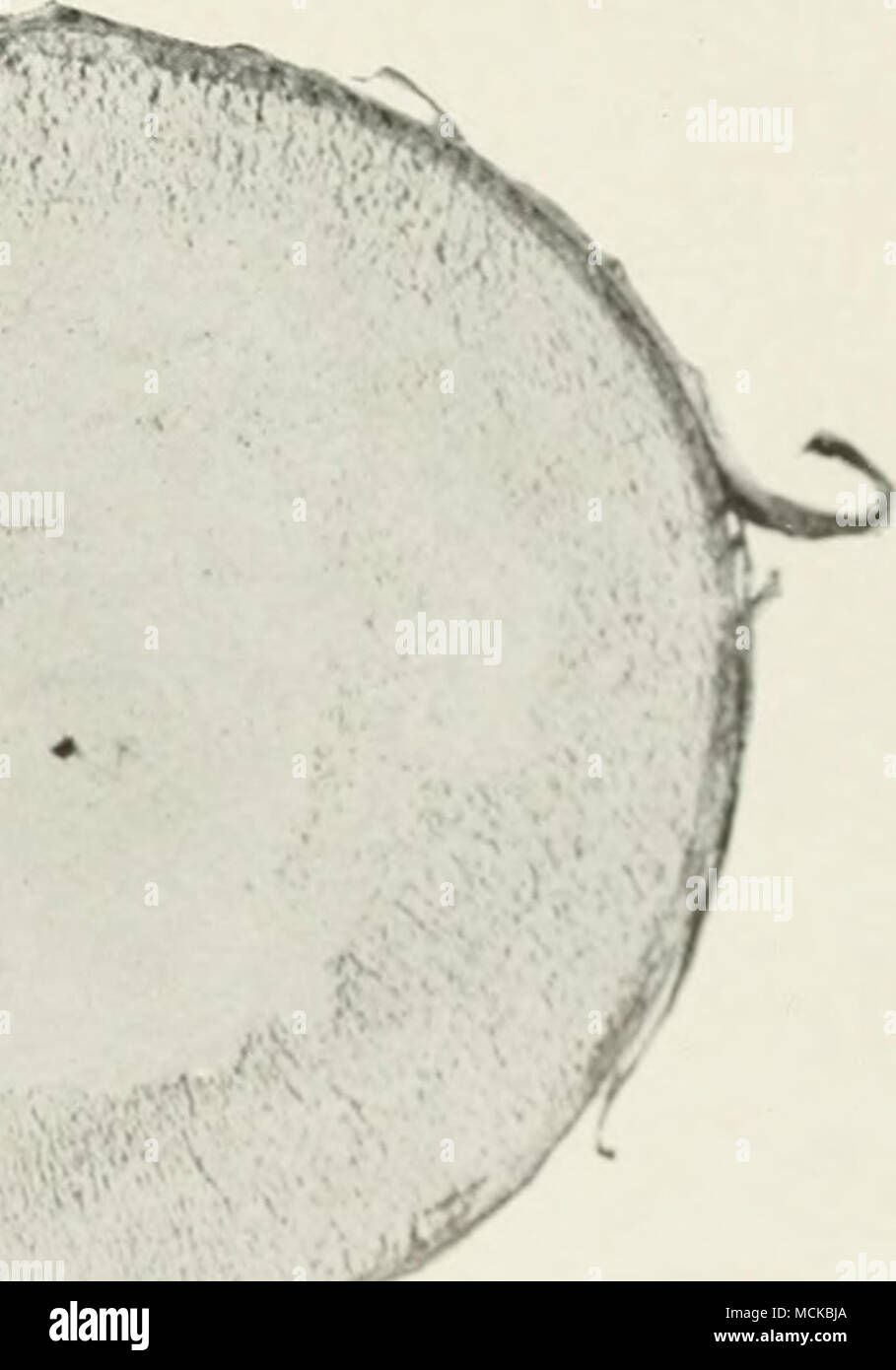 . Fig. 2-Cross Section of Yellow Birch Tree Rotted by Poi Stock Photo ...