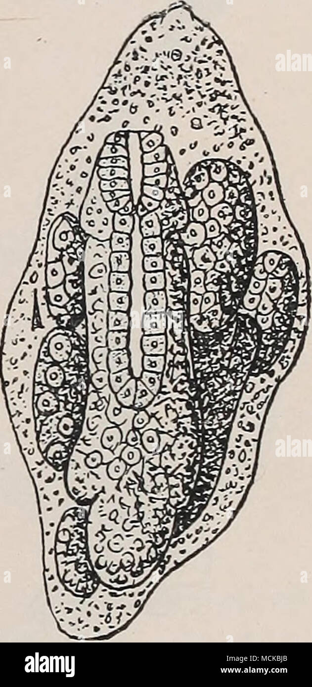 . Fig. 150.—Sporocyst of the common hver fluke, somev^^hat older than ...