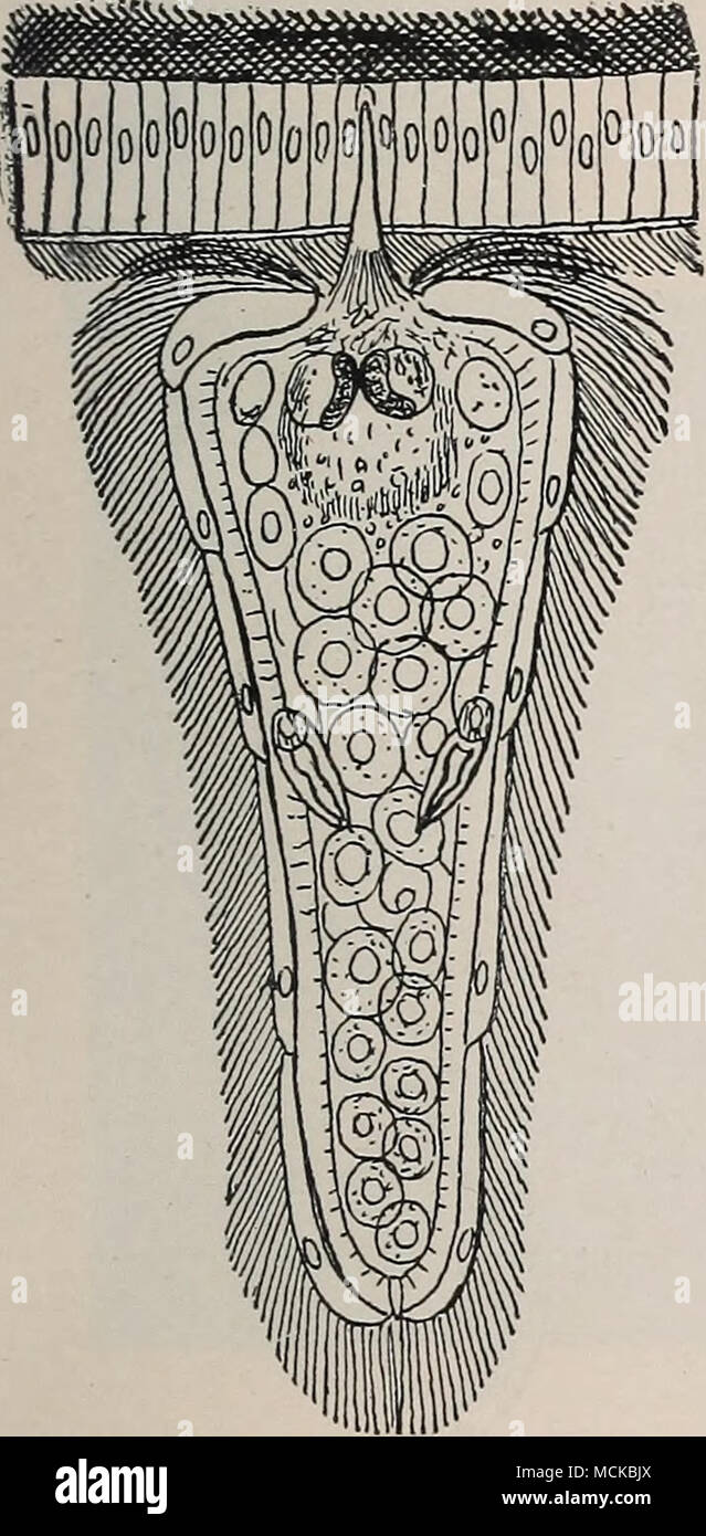 Snail embryo hi-res stock photography and images - Alamy