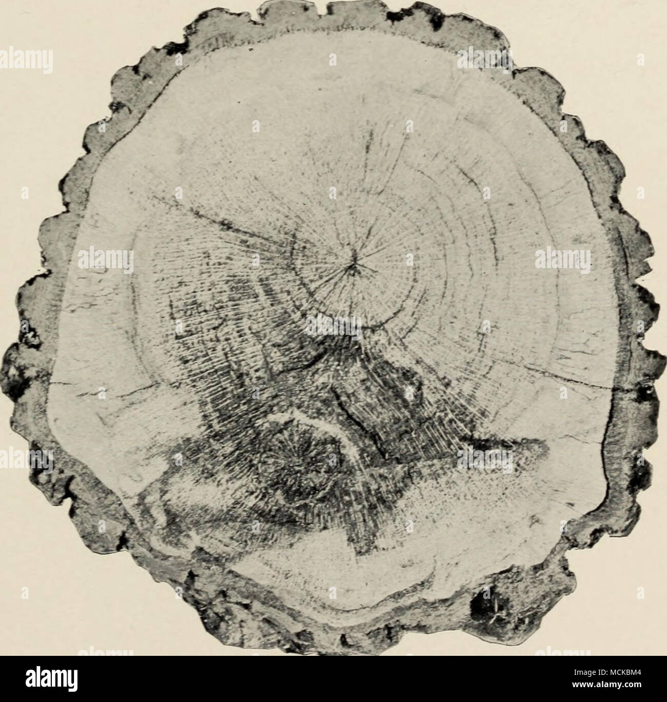 . Fig. 2.—Cross Section of a Living Red Oak Tree Rotted by Fomes ...