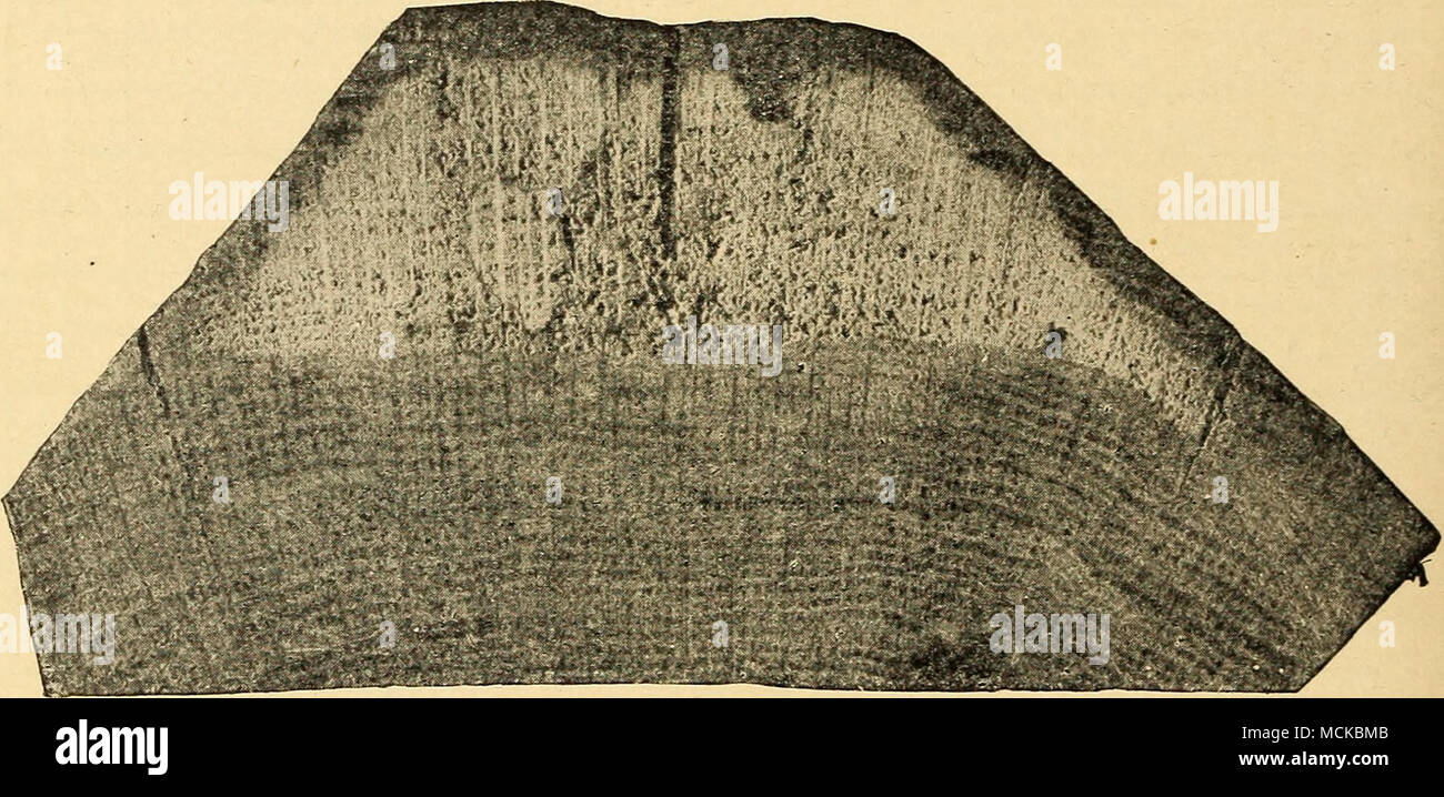 . Fig. 11.—Cross section of an oak railroad tie rotted by one of the ...