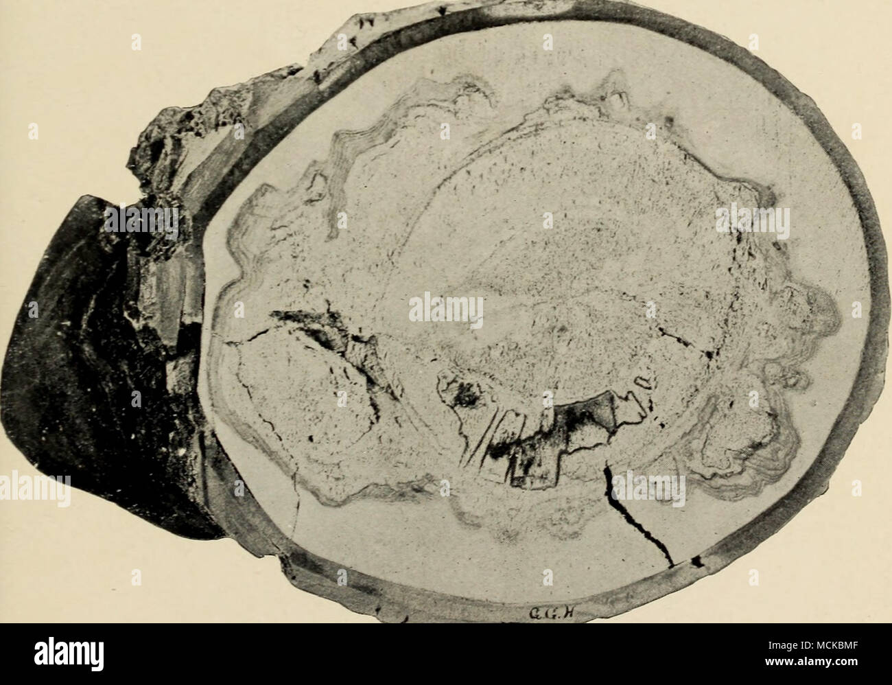 . Fig. 2.—Cross Section of a Living Aspen Tree Rotted by Fomes igniari ...